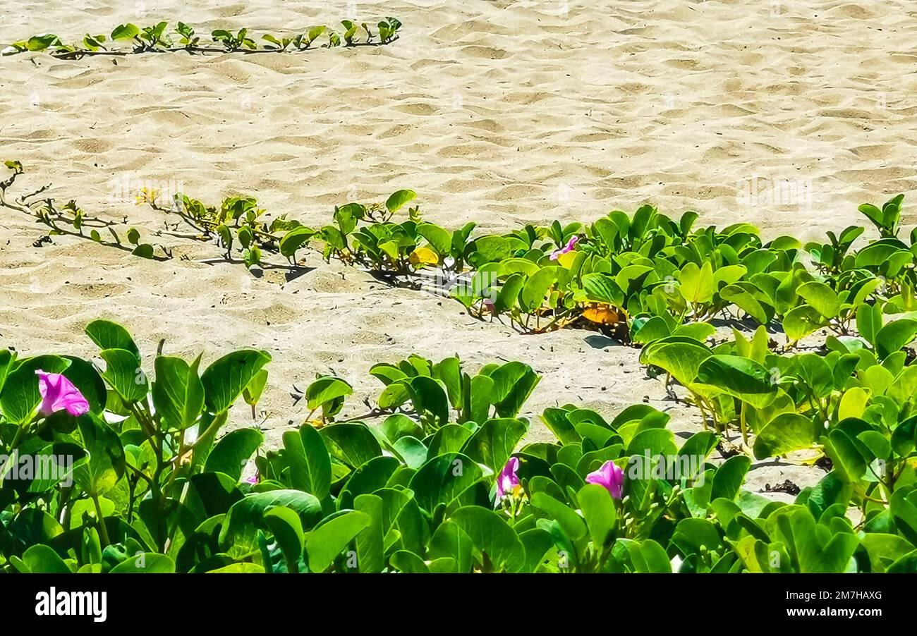 Beautiful pink violet purple morning glory or Goat's foot Ipomoea pes ...