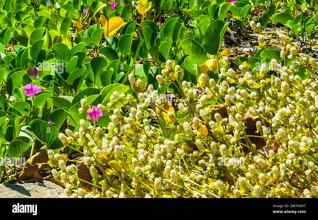 Beautiful pink violet purple morning glory or Goat's foot Ipomoea pes ...