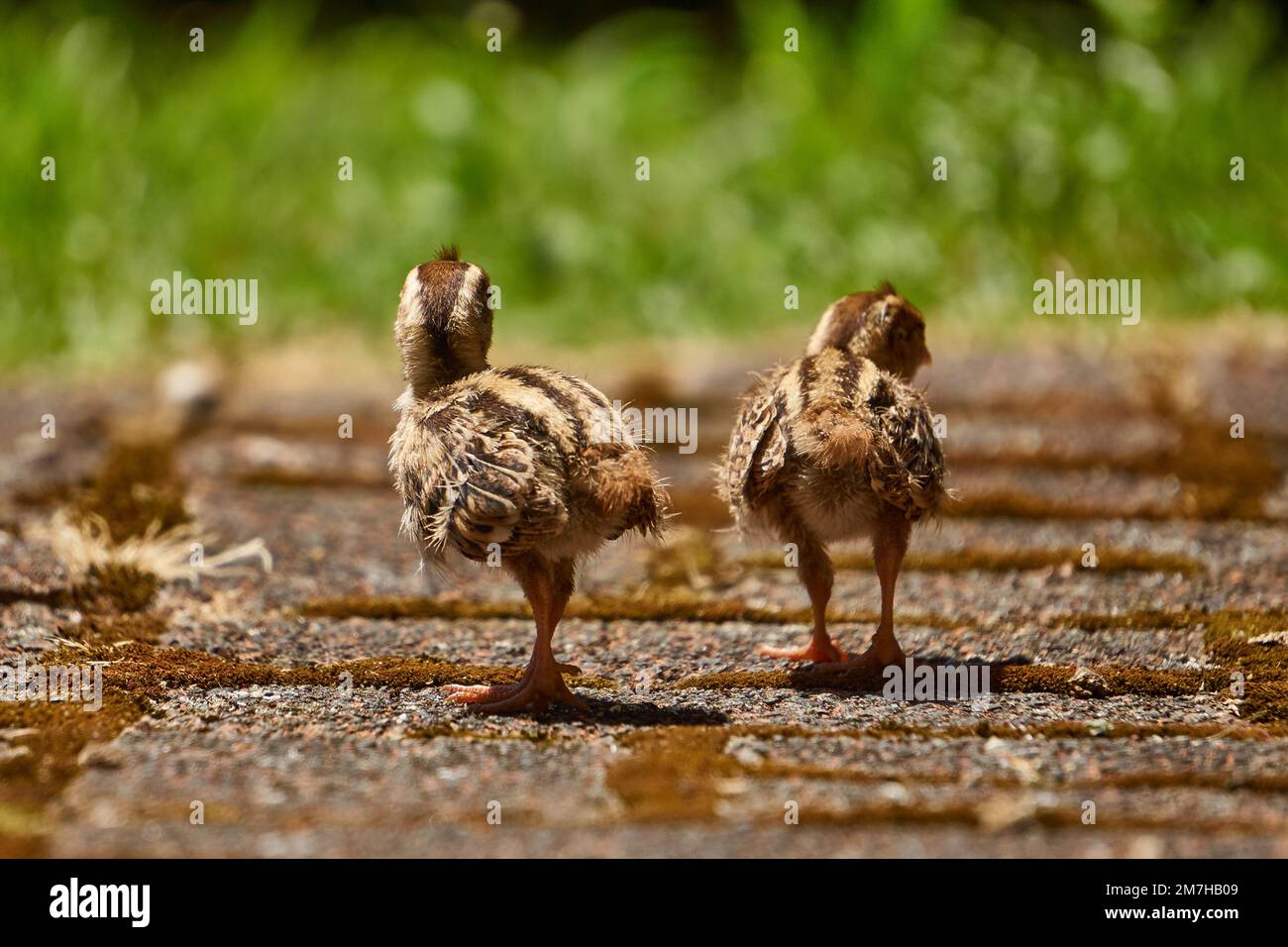 Californian quails hi-res stock photography and images - Alamy