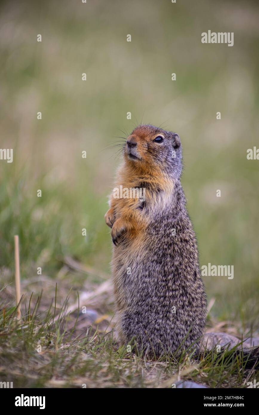 A Columbian Ground Squirrel makes eye contact and sits perched near its ...