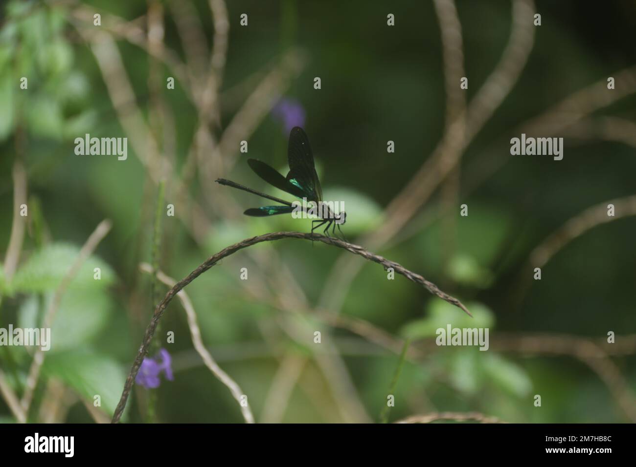 Beautiful butterflies, Dragonflies and Beetles in Sri Lanka, Visit Sri ...