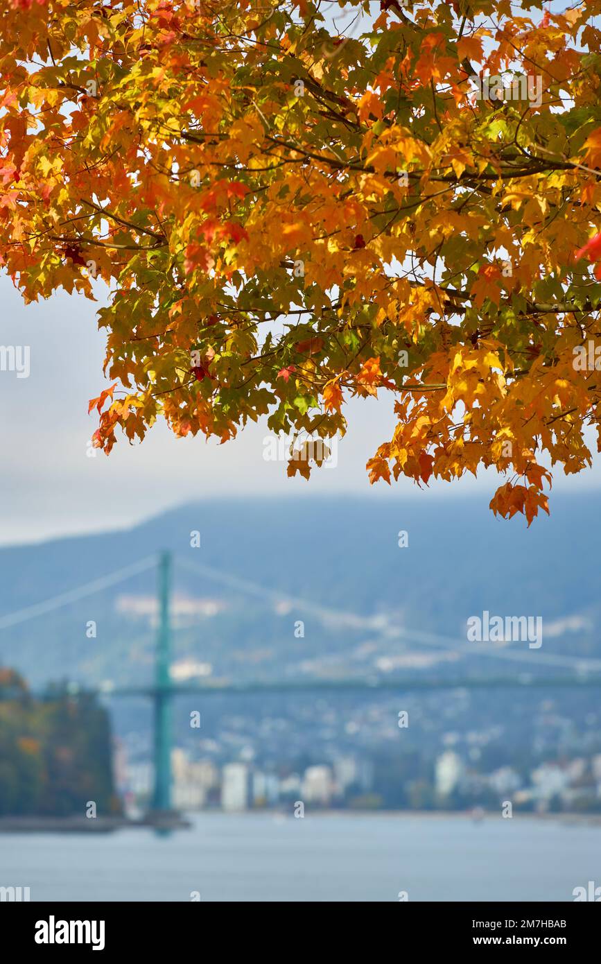 Burrard Inlet Fall Colours vertical. Stanley Park in autumn. Vancouver ...