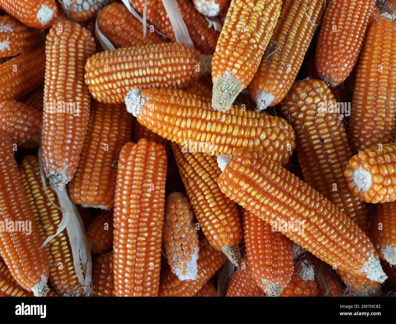 Asia bunch cereal hi-res stock photography and images - Alamy