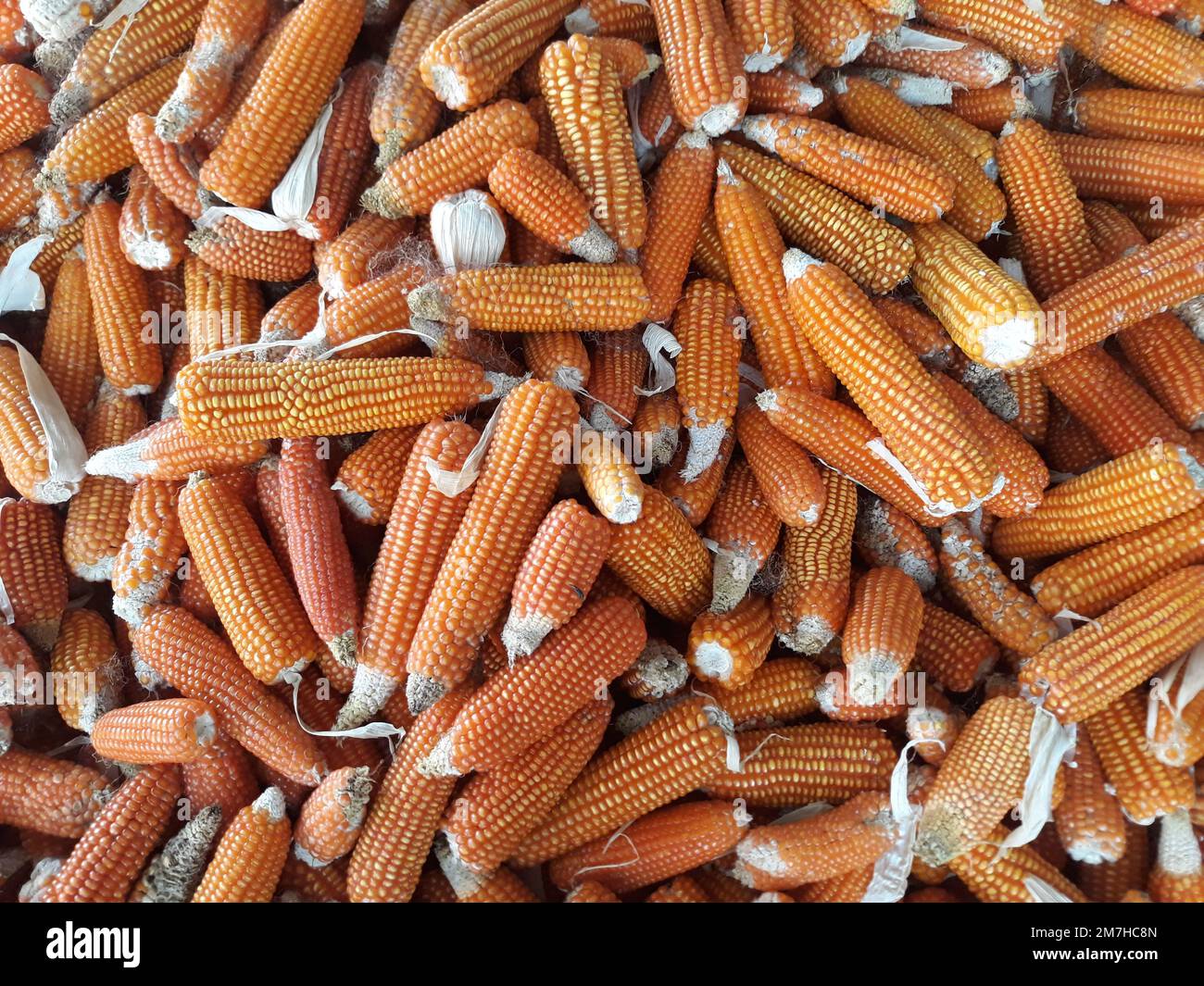 Yellow field of corn hi-res stock photography and images - Alamy