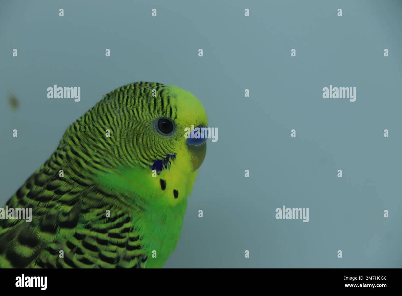 shell parakeet portrait on green background Stock Photo - Alamy