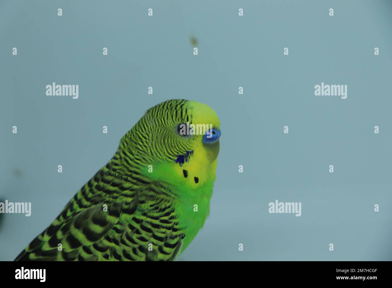 Cute young happy Green yellow factor budgie parakeet perched by the ...
