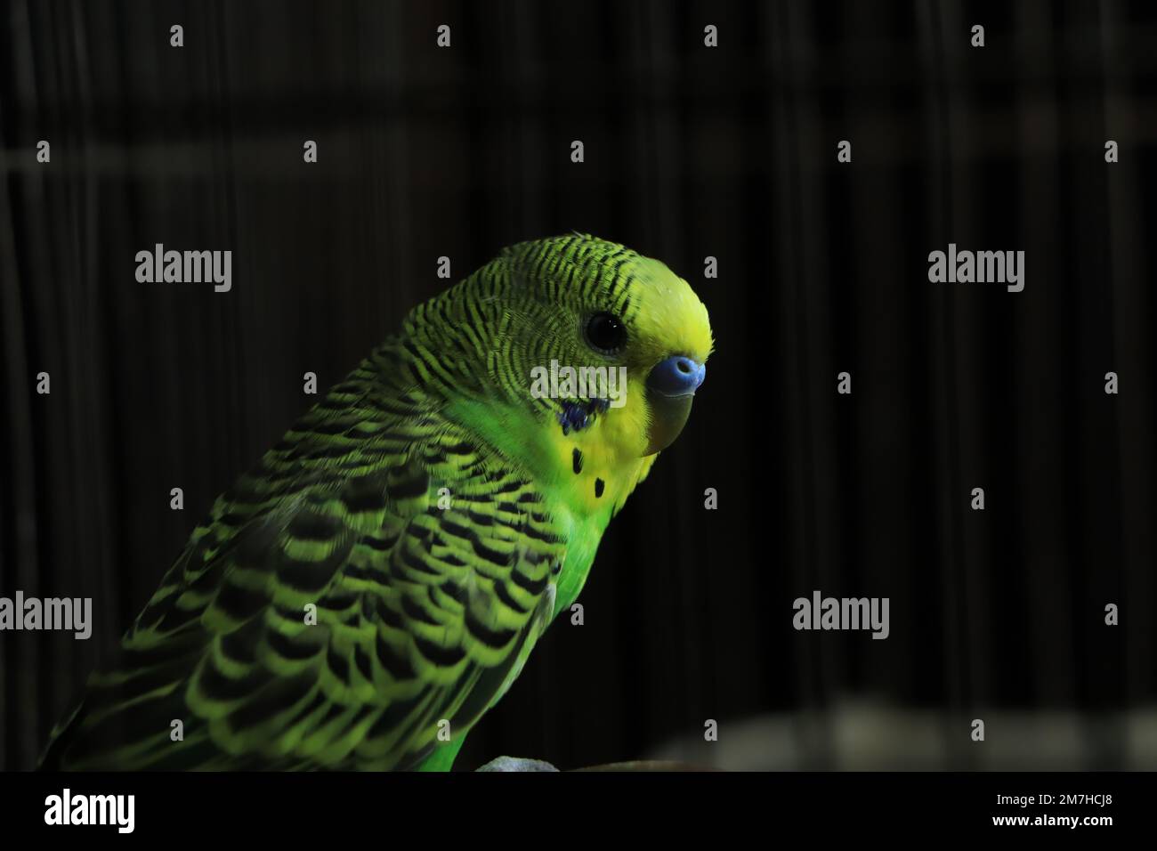 Yellow parakeet hi-res stock photography and images - Alamy