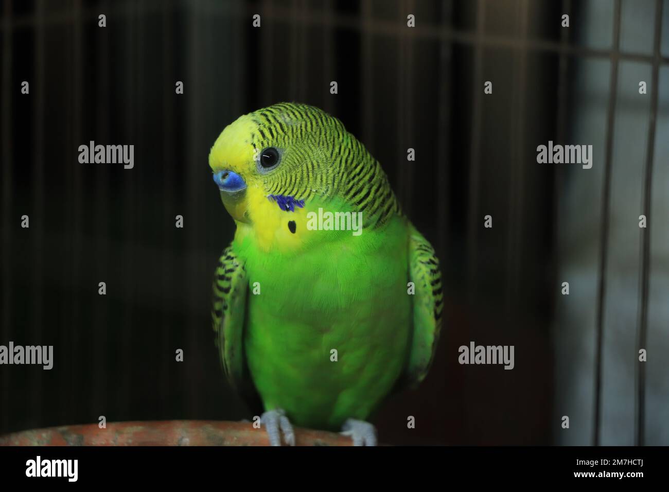 Green budgerigar parrot close up sits on cage near the mirror. Cute ...