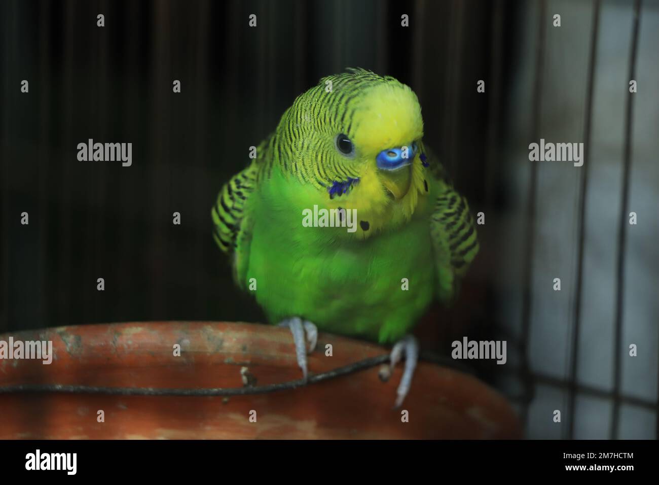 Green budgerigar parrot close up sits on cage Stock Photo - Alamy