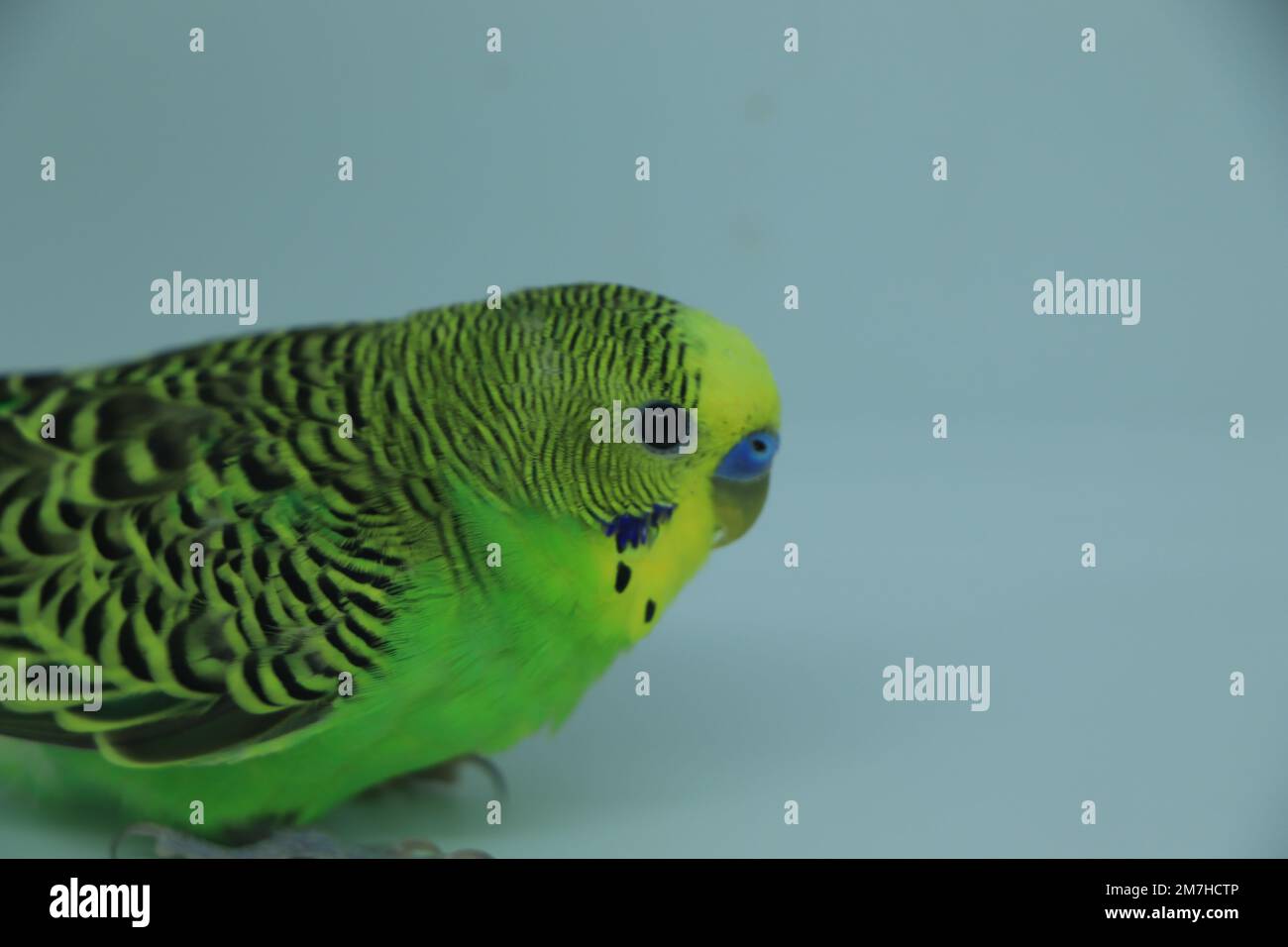 Shell parakeet hi-res stock photography and images - Alamy