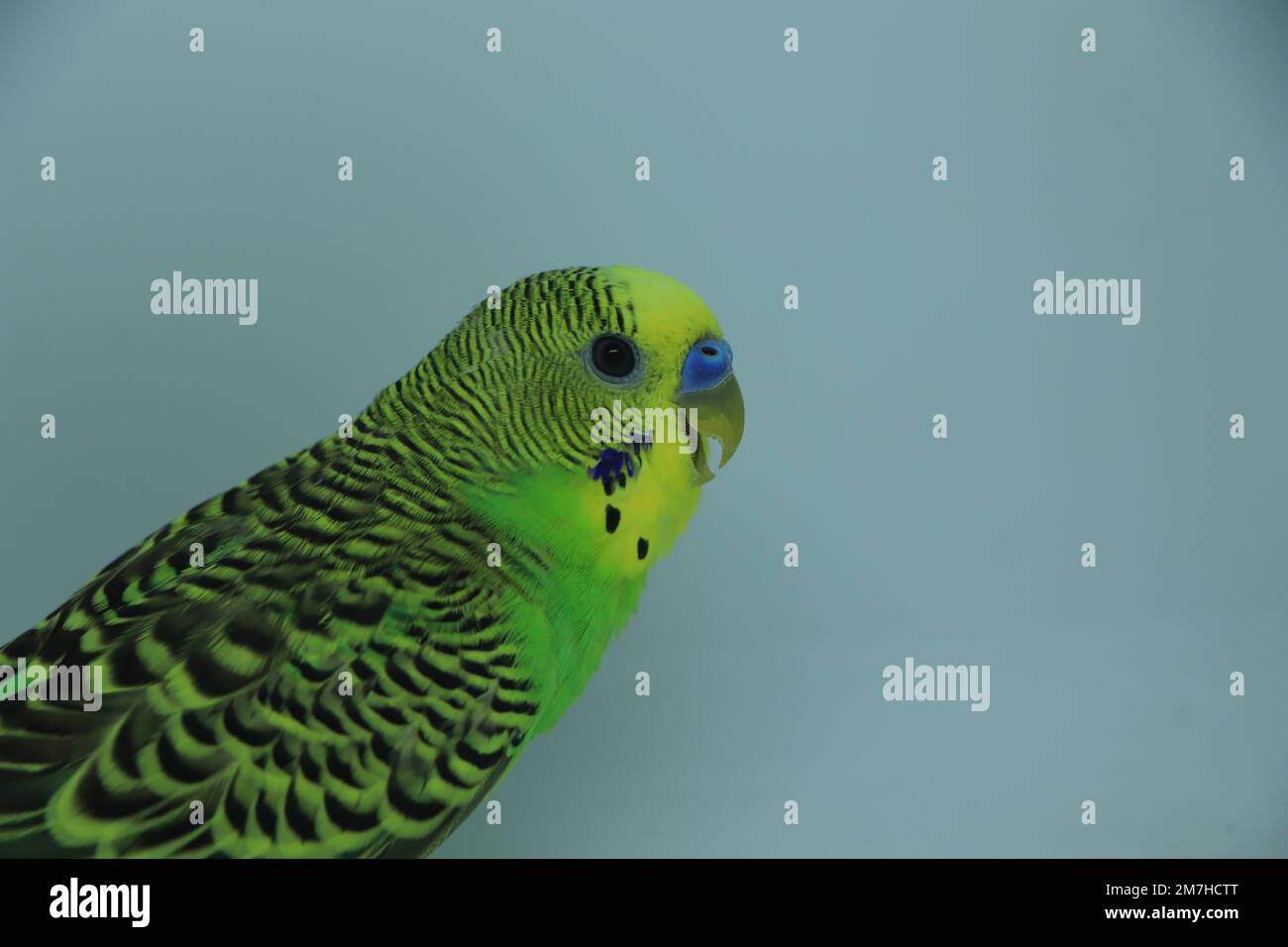 Cute young happy Green yellow factor budgie parakeet perched by the ...