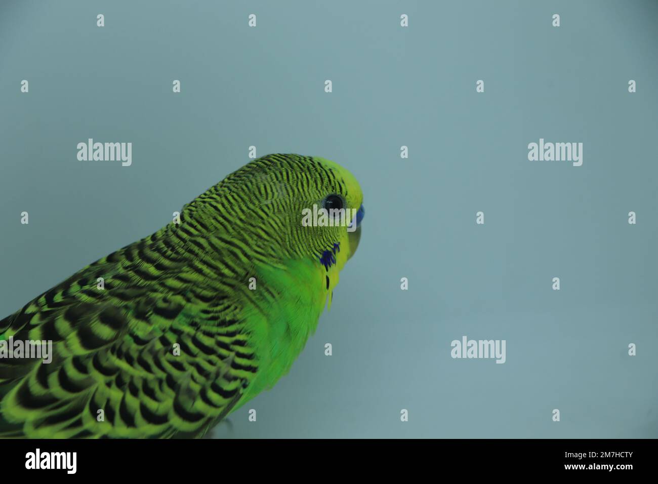 Green and yellow male parakeet looking into camera lens stock photo ...