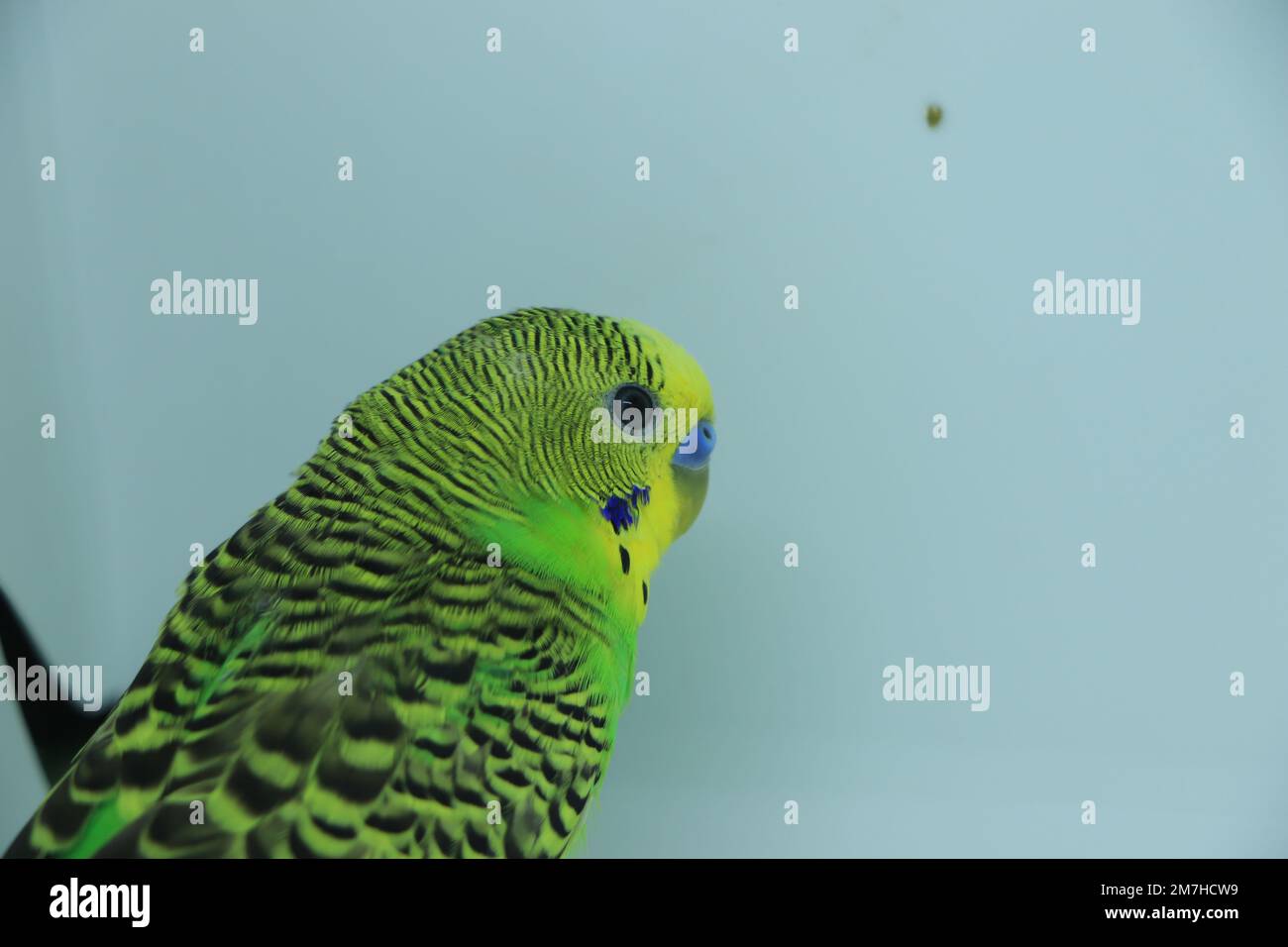 Parrot open mouth hi-res stock photography and images - Alamy