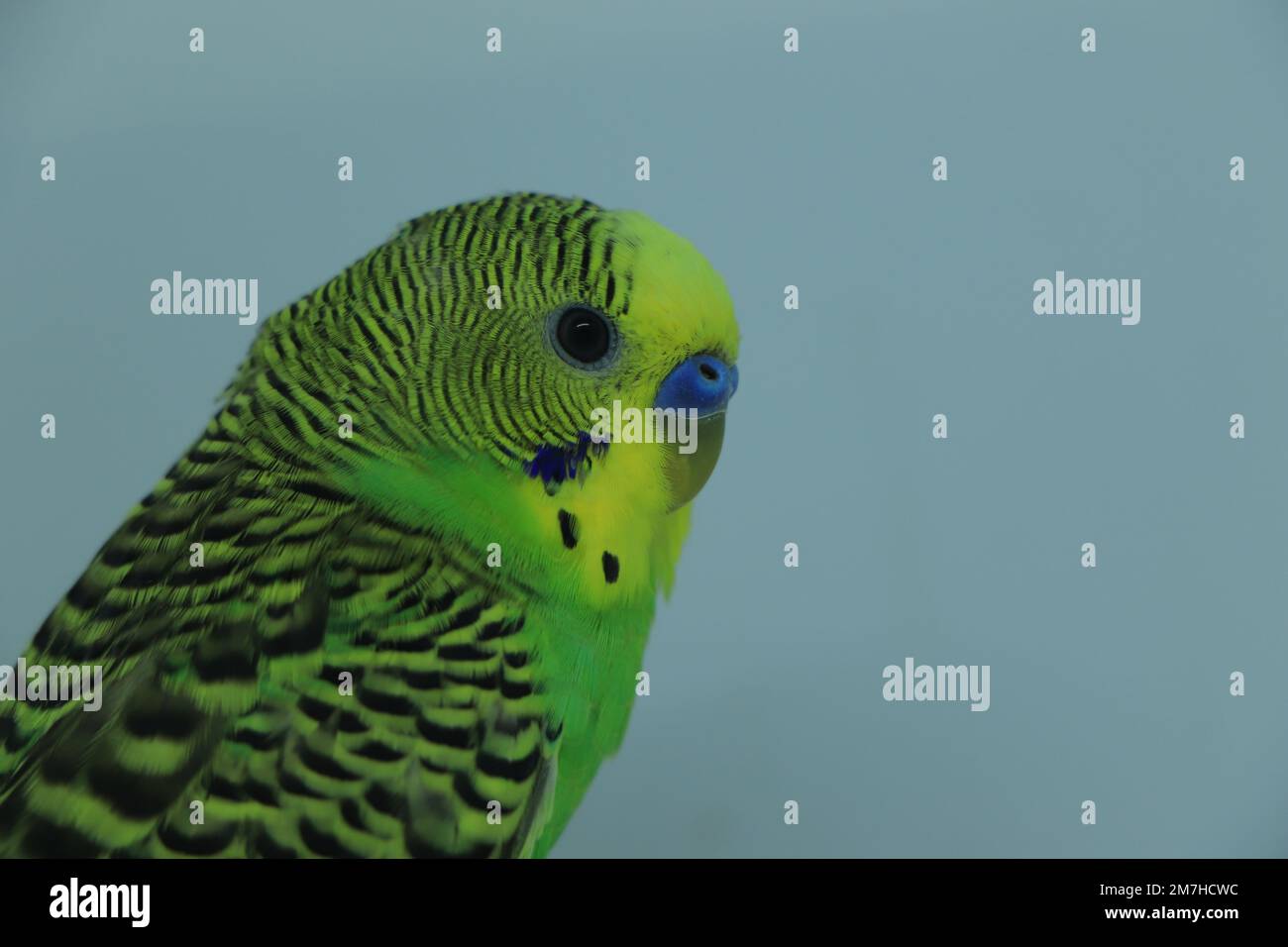 Close-up of Parrot or parakeet also known as Budgie with beak open ...