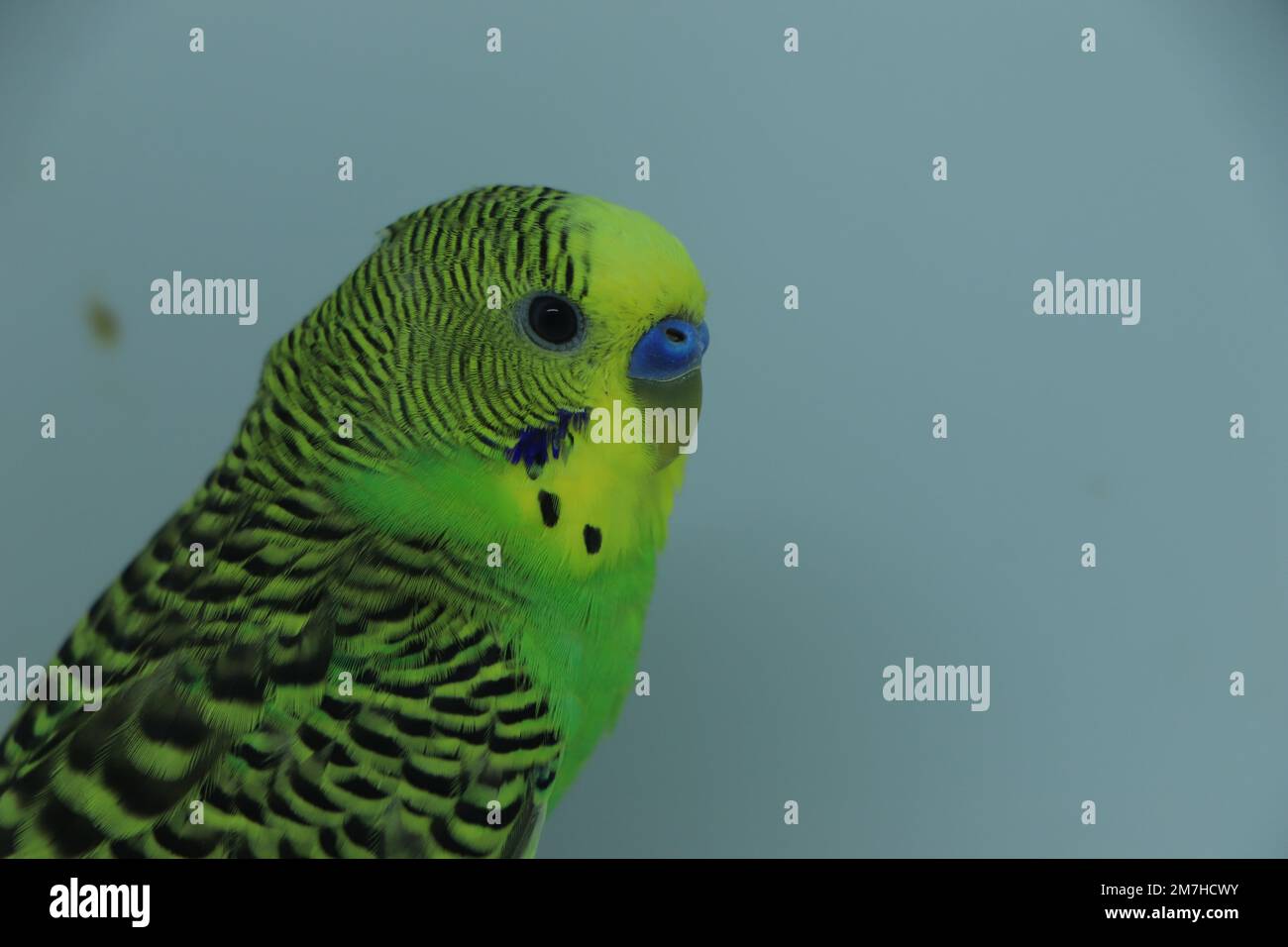 Green and yellow parakeet background Stock Photo - Alamy