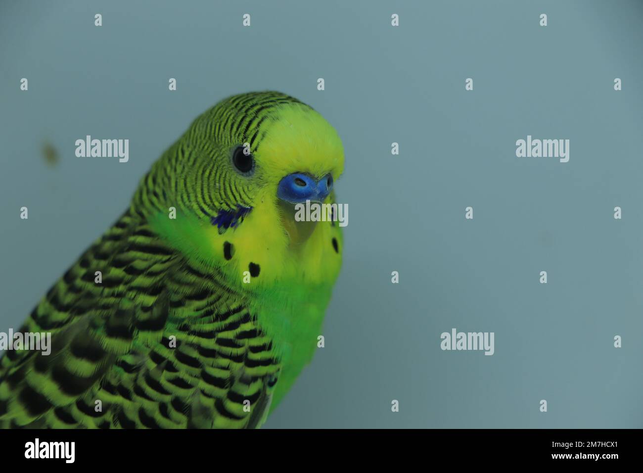 Green and yellow male parakeet looking into camera lens stock photo ...