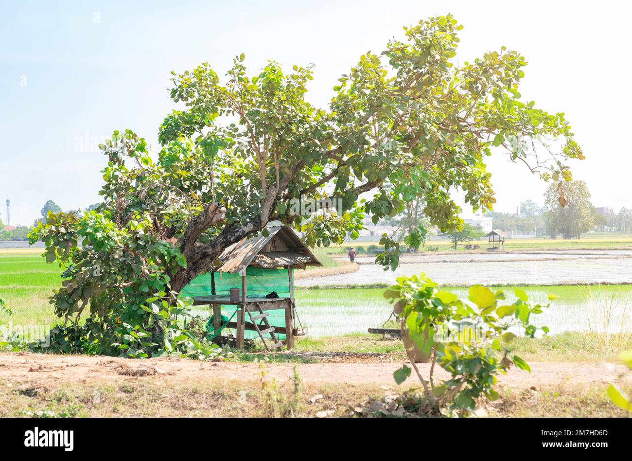 Hut under tree hi-res stock photography and images - Alamy