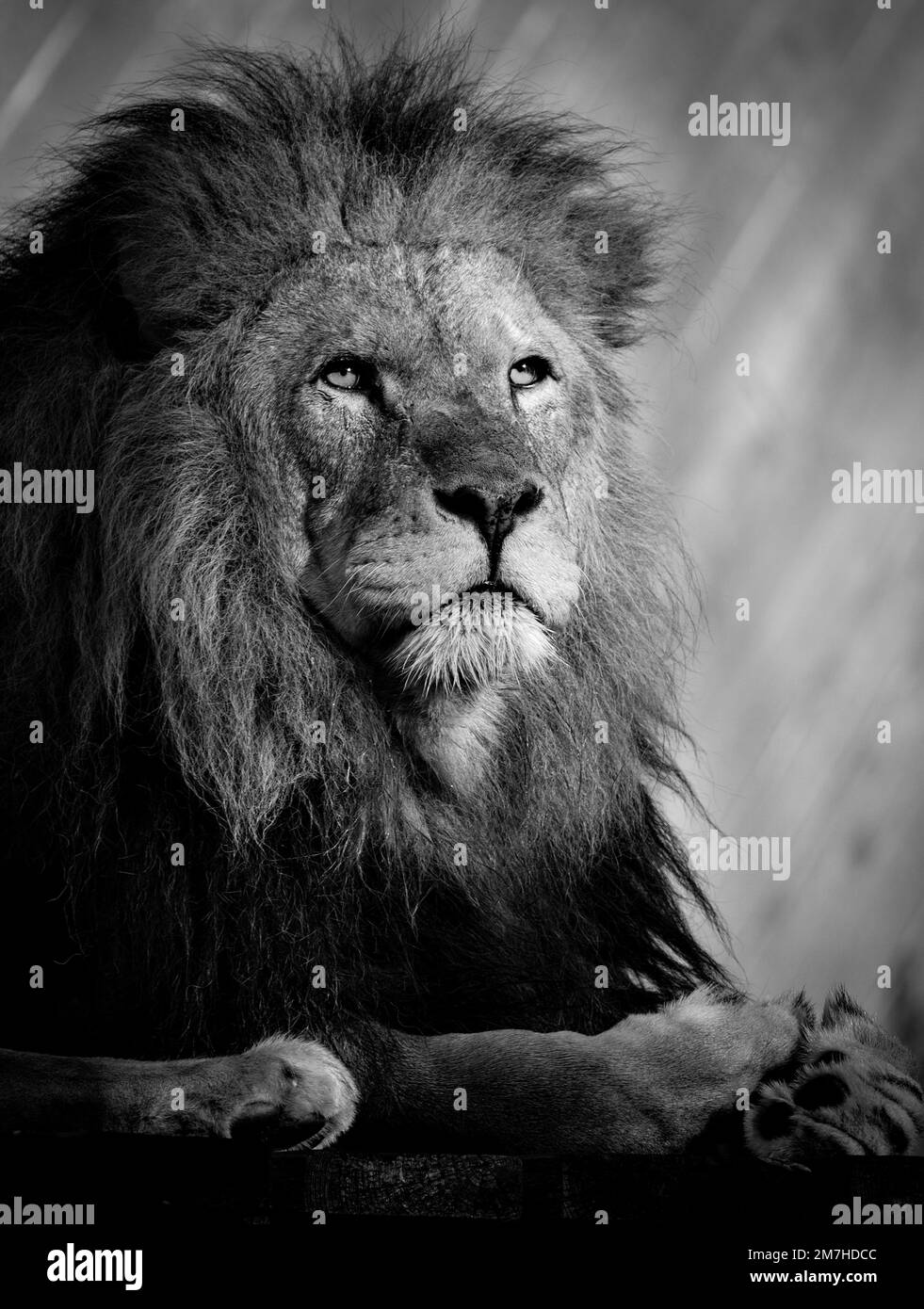 A selective of a mighty lion resting on the ground Stock Photo - Alamy