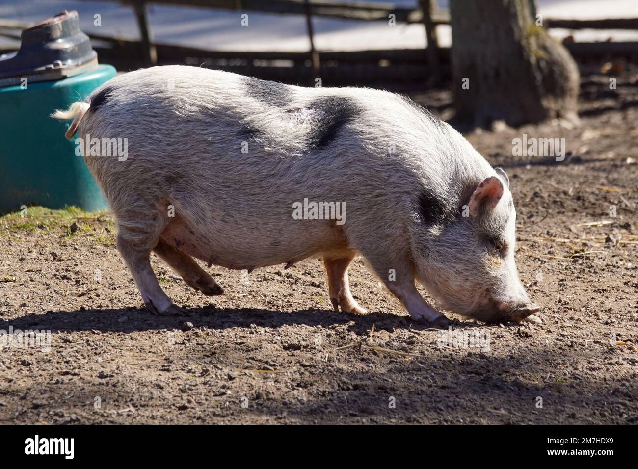 Pig on soil field hi-res stock photography and images - Alamy