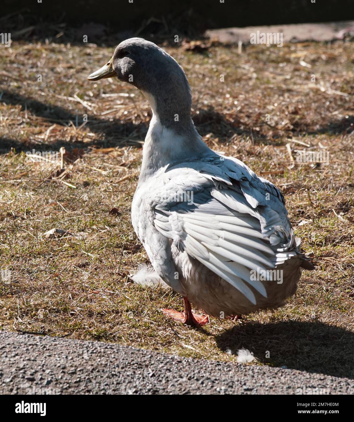 Close up of bird perching on field Stock Photo - Alamy
