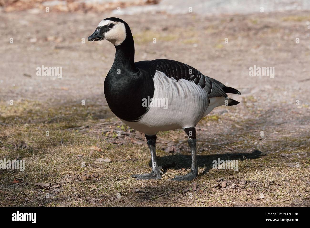 Close up of bird perching on field Stock Photo - Alamy