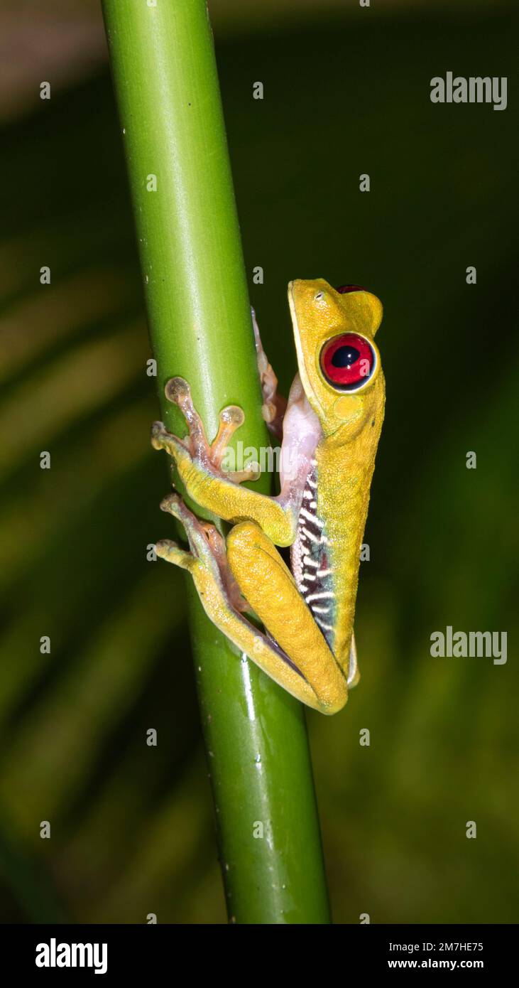 Red-eyed tree frog (Agalychnis callidryas) claimbing up, Costa Rica ...
