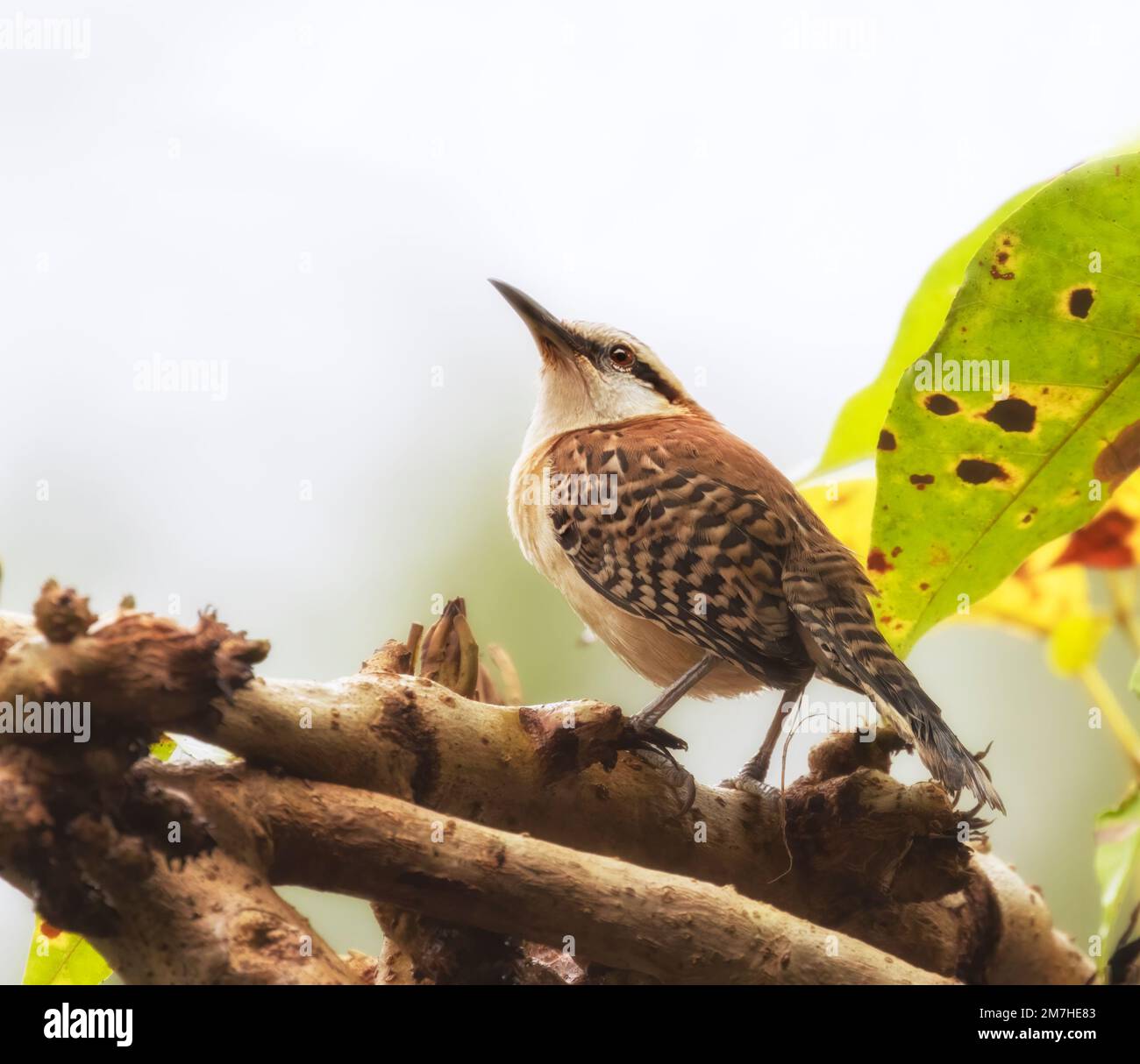 The rufous-backed wren (Campylorhynchus capistratus) building its nest ...