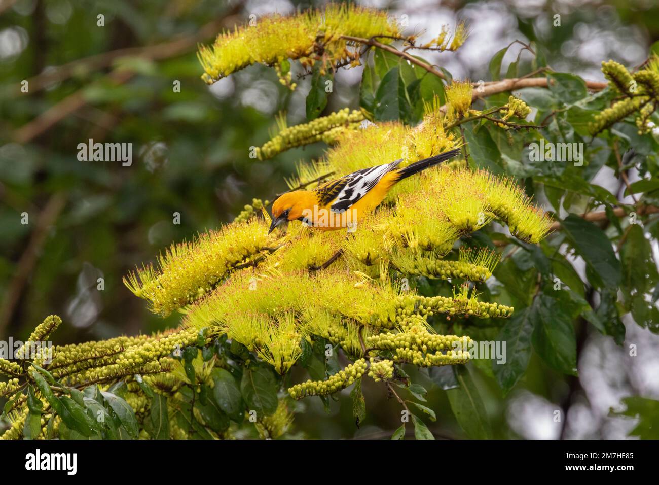 The Altamira oriole (Icterus gularis), Carara National Park, Costa Rica ...