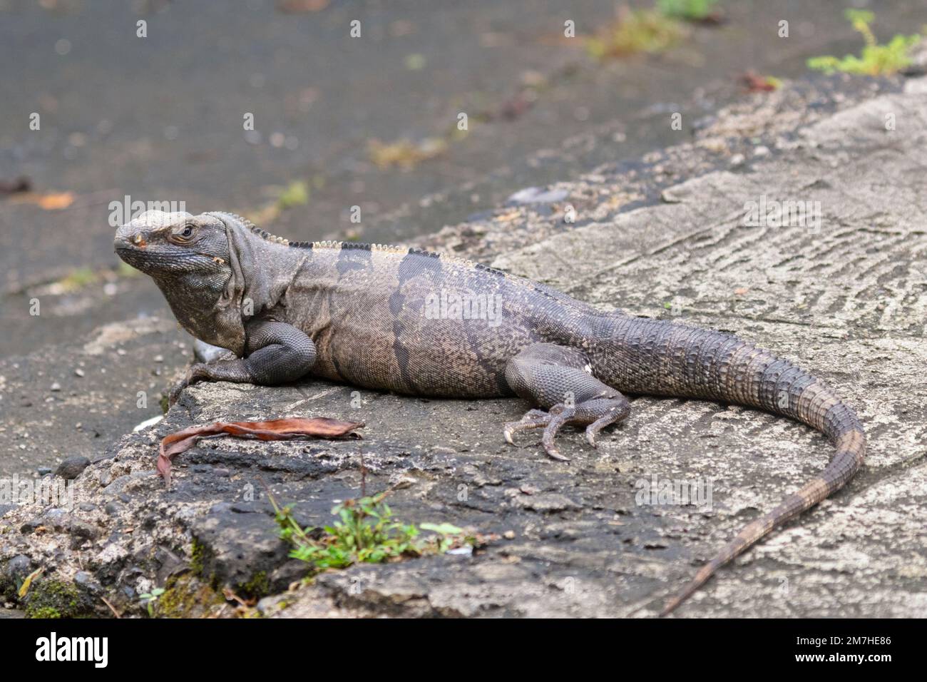 Black spiny-tailed iguana (Ctenosaura similis) at Carara National Park ...