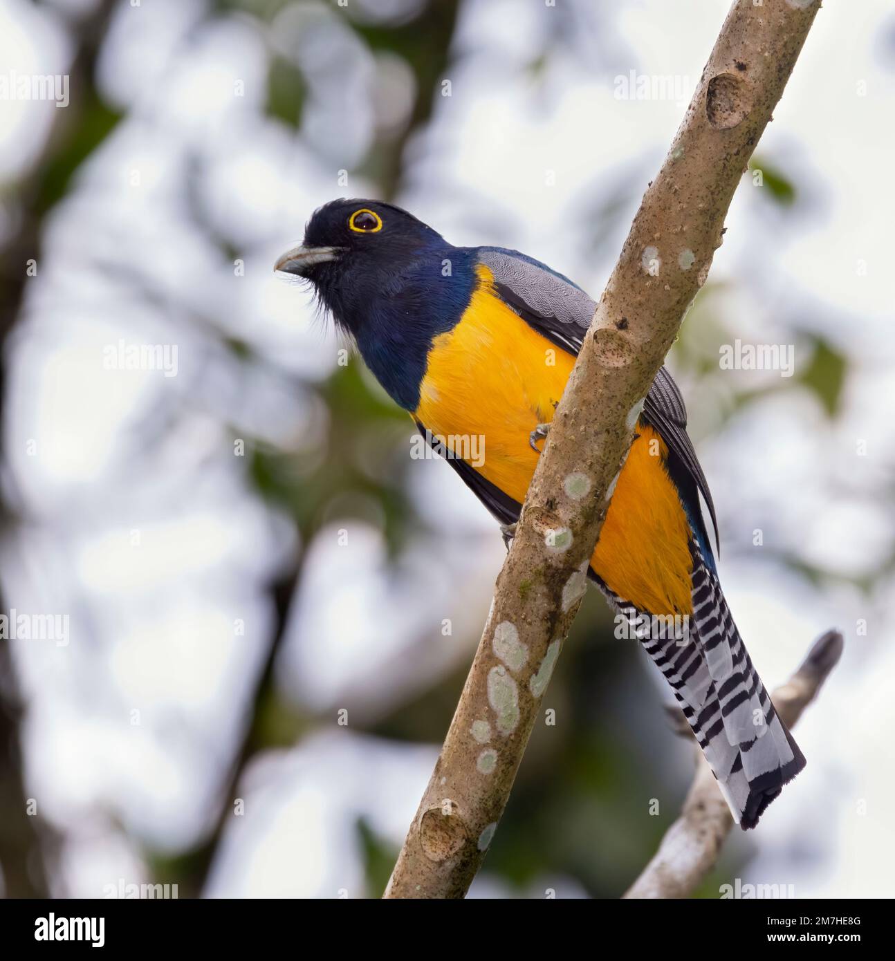 The gartered trogon or the northern violaceous trogon (Trogon caligatus ...