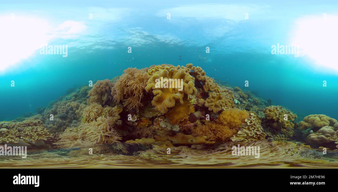 Tropical fishes and coral reef at diving. Beautiful underwater world ...
