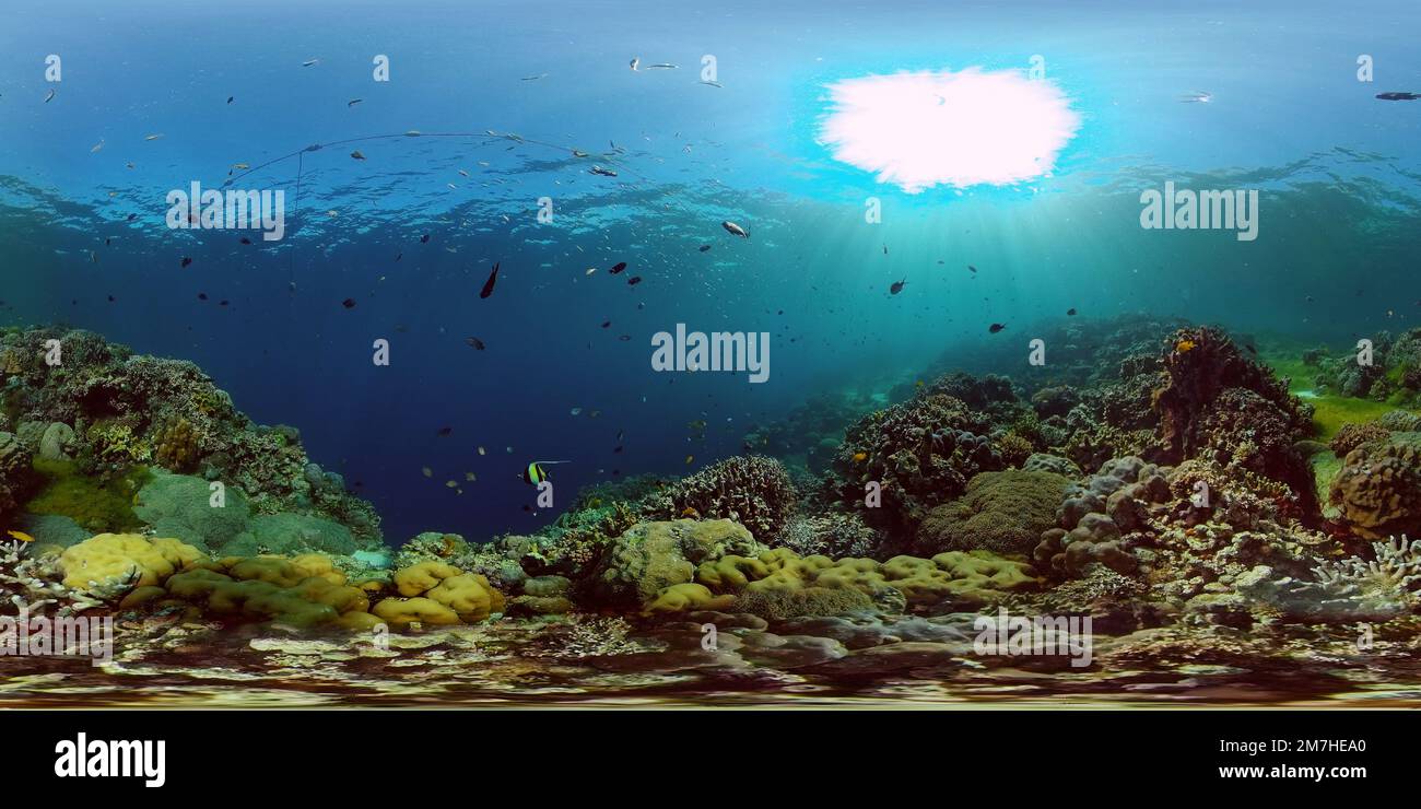Coral reef and tropical fishes. The underwater world of the Philippines ...