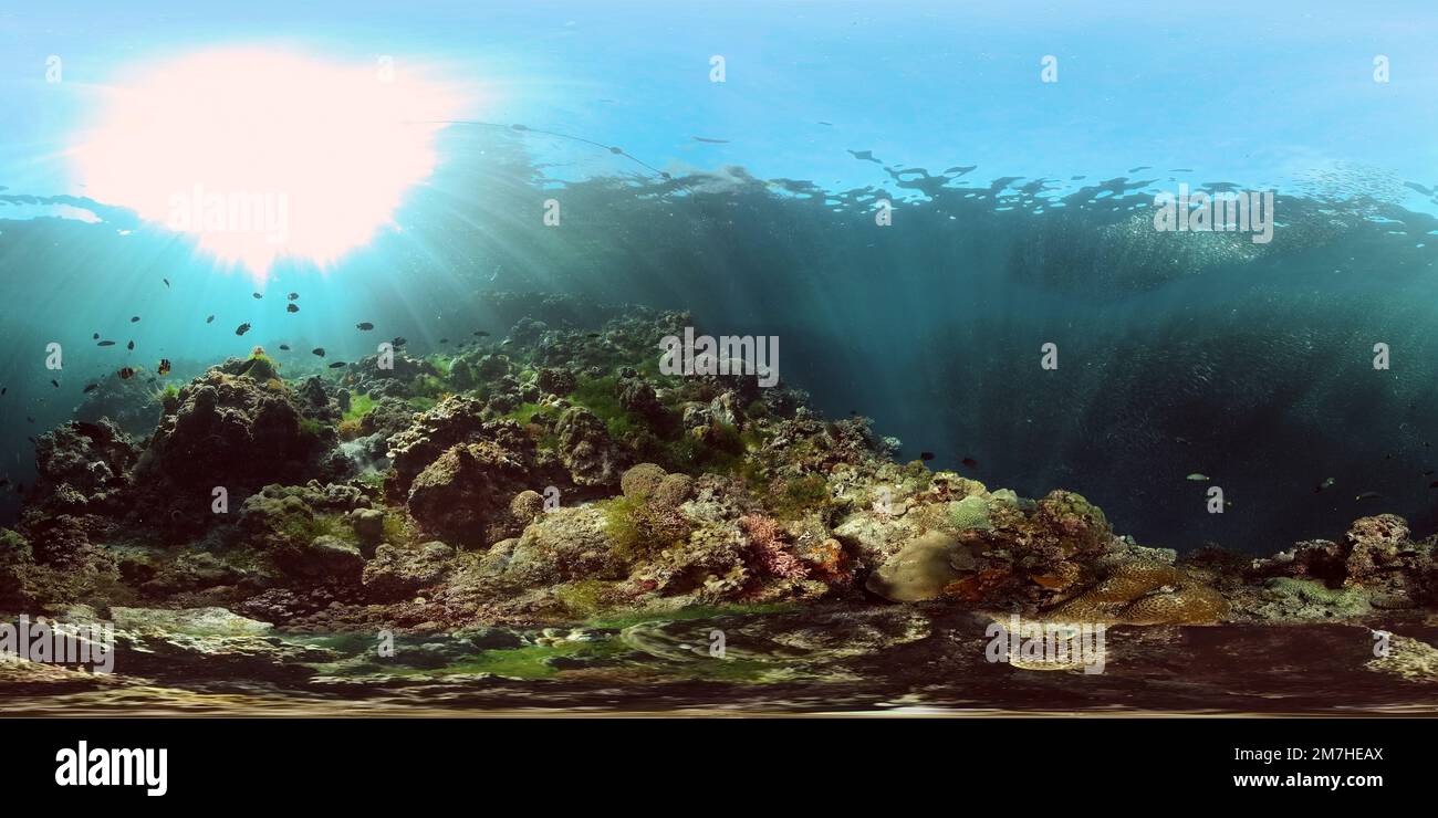 Sealife, Diving near a coral reef. Beautiful colorful tropical fish on ...