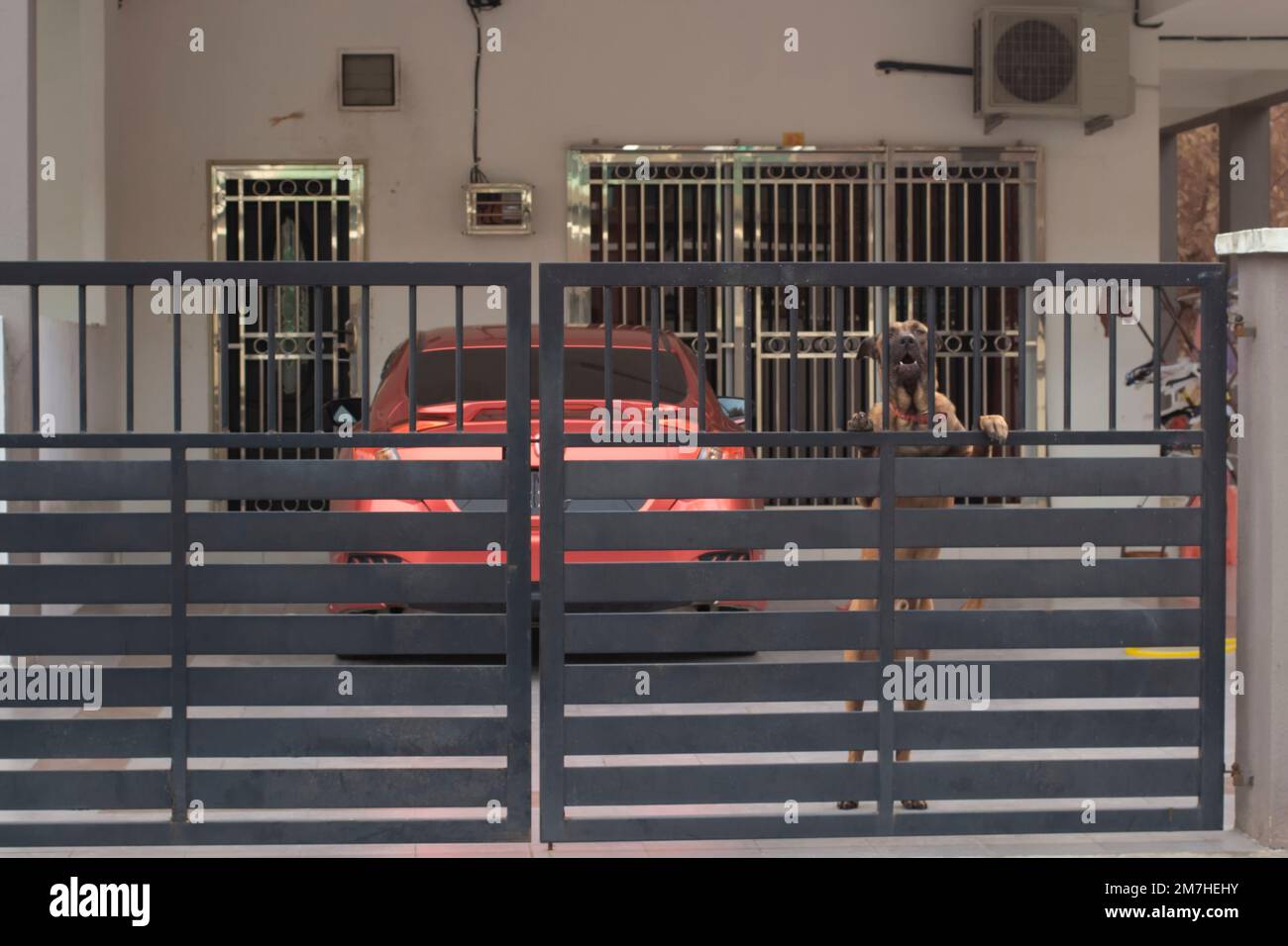 the big aggressive dog watching around the entrance gate Stock Photo ...