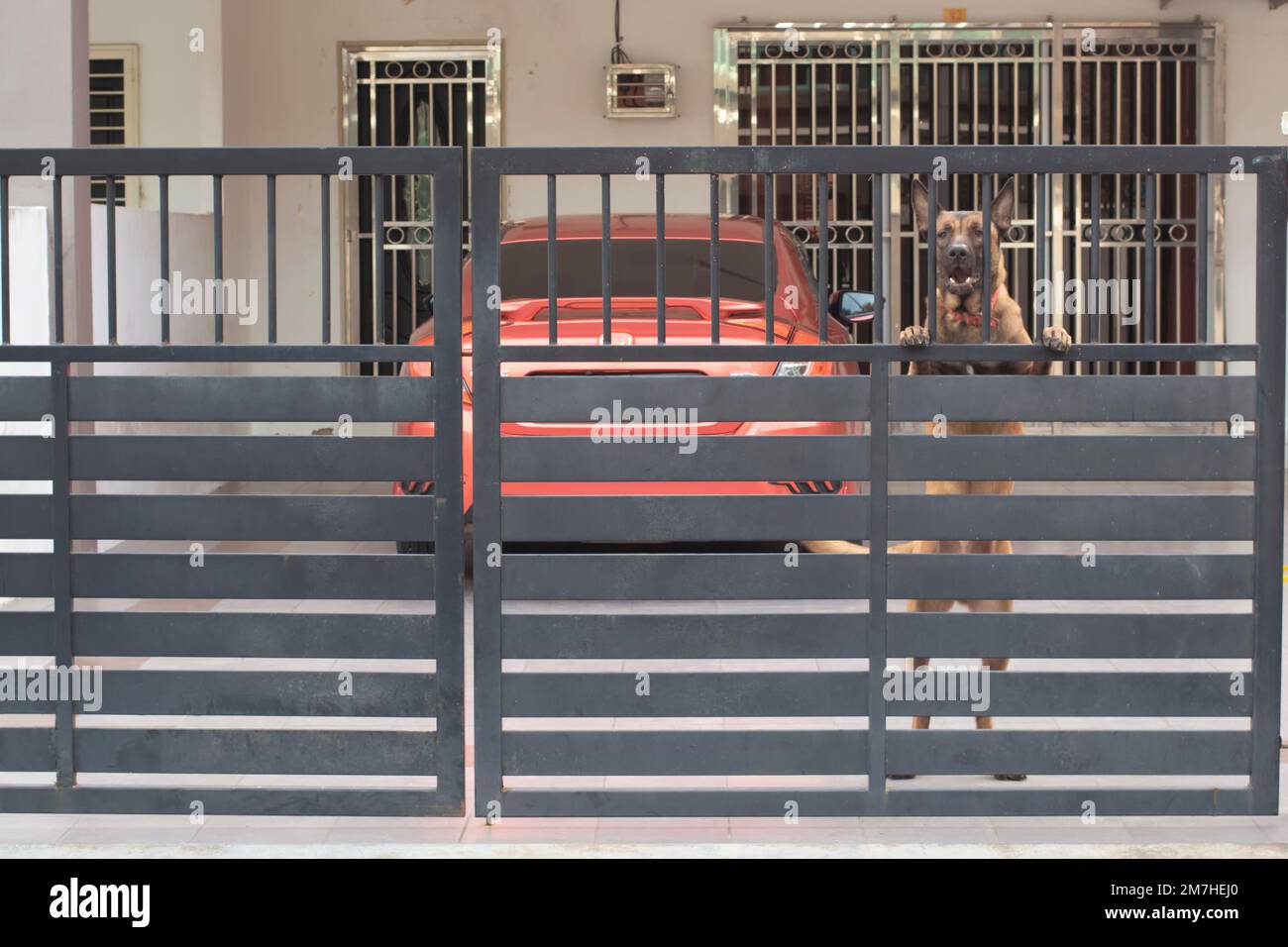 the big aggressive dog watching around the entrance gate Stock Photo ...