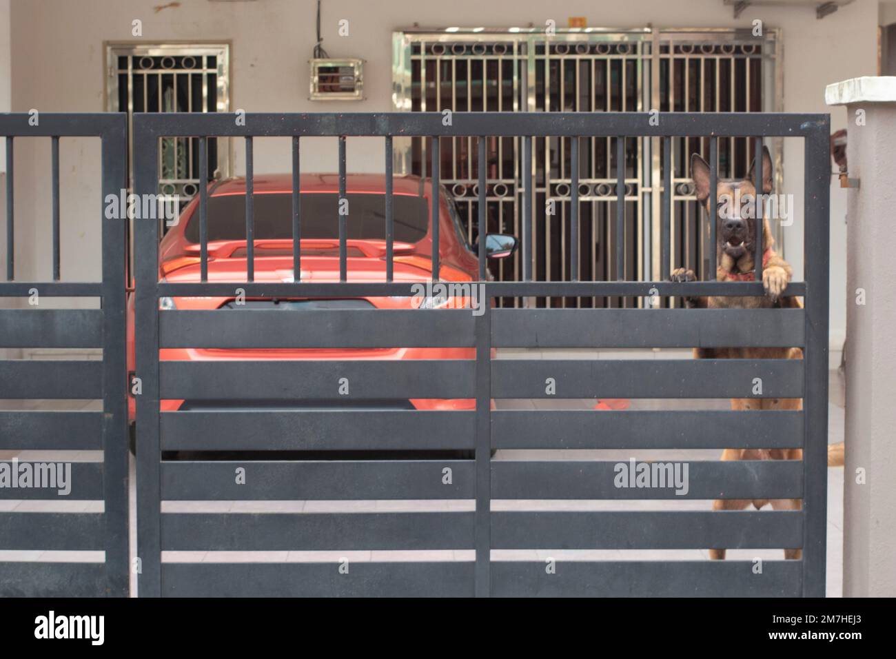 the big aggressive dog watching around the entrance gate Stock Photo ...
