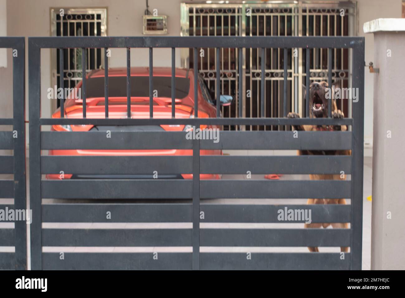 the big aggressive dog watching around the entrance gate Stock Photo ...