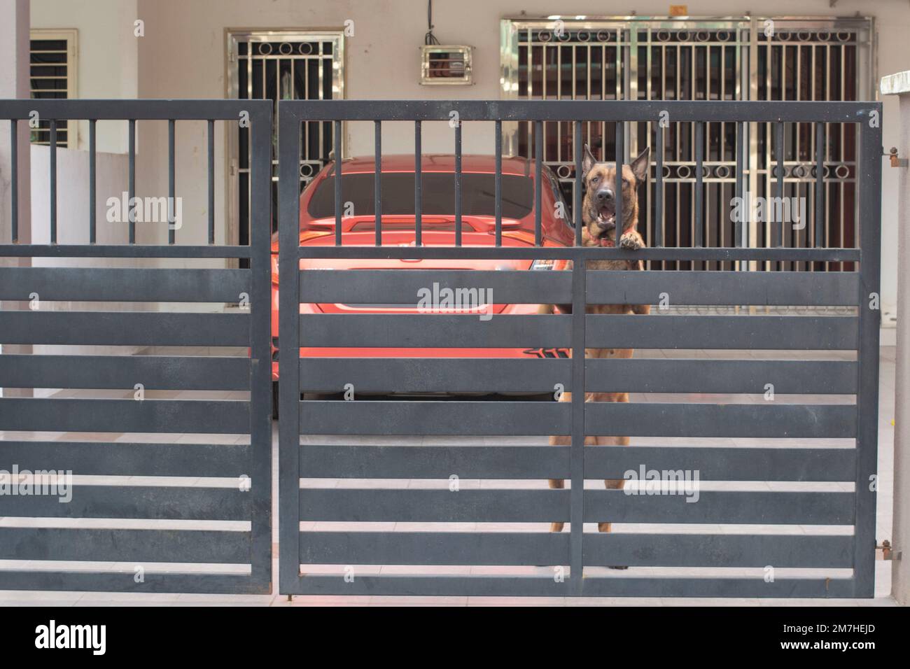 the big aggressive dog watching around the entrance gate Stock Photo ...