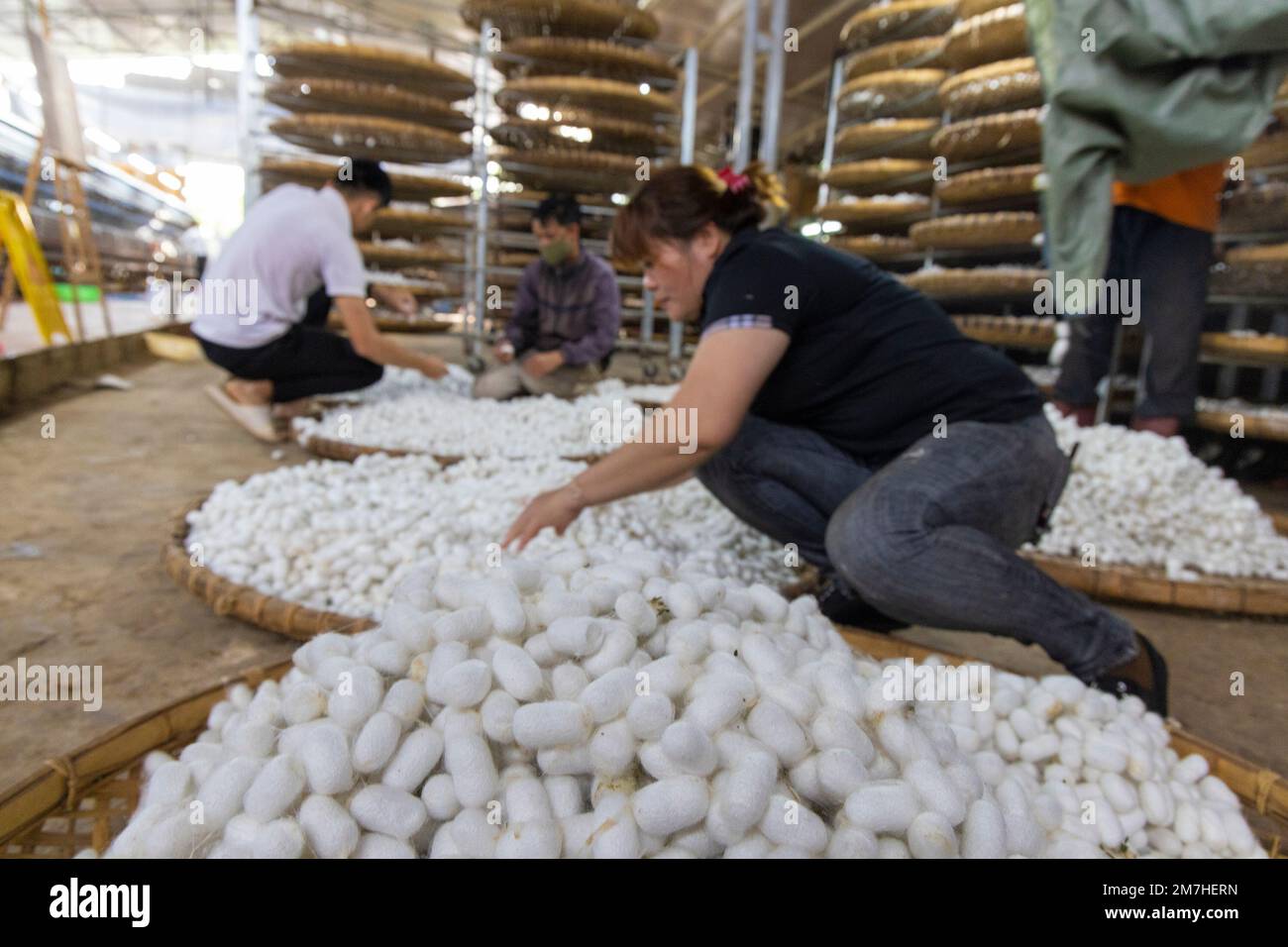 Silk factory in Da Lat, Vietnam Stock Photo - Alamy