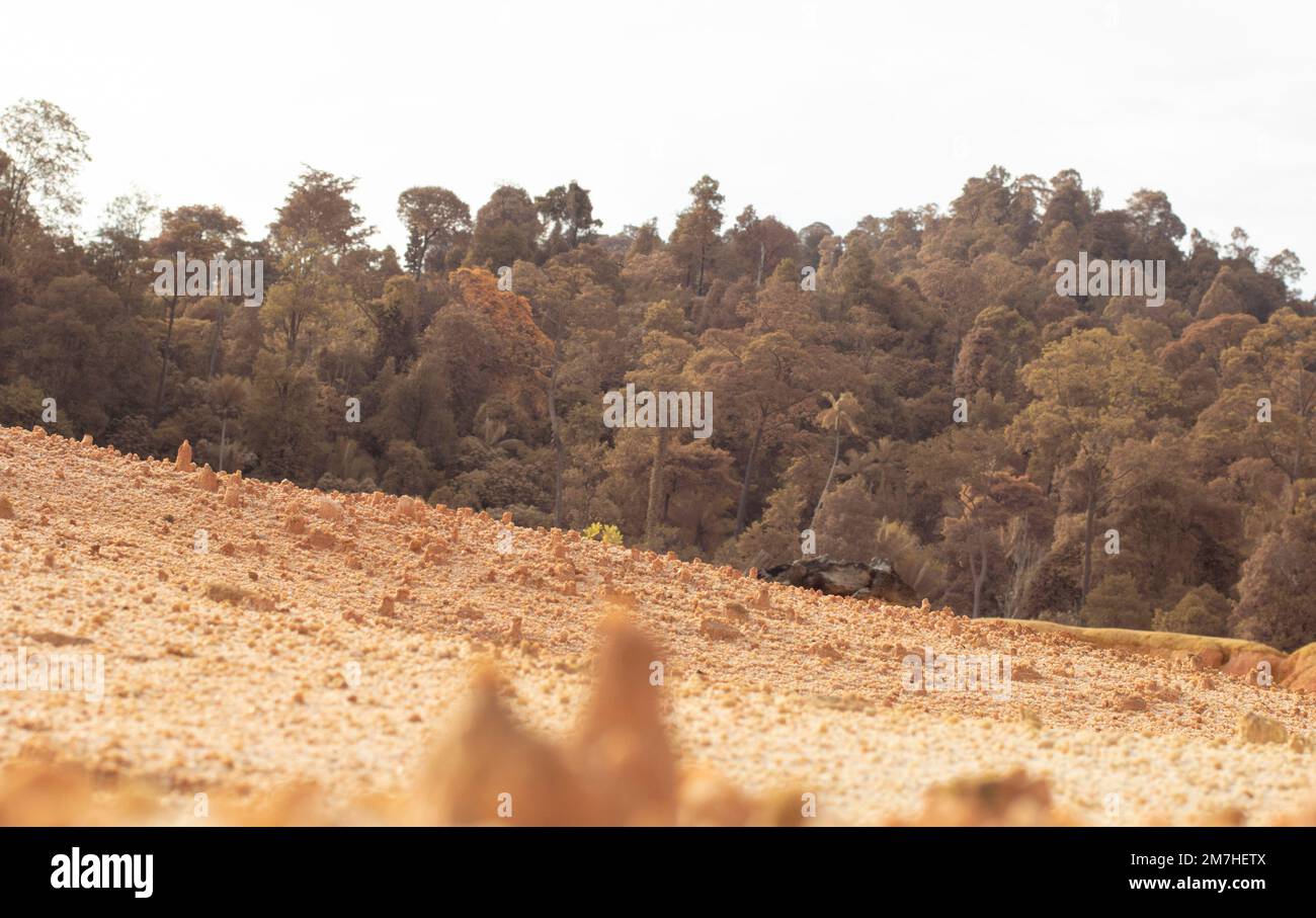 scene around the deserted land due to deforestation and earth mining ...