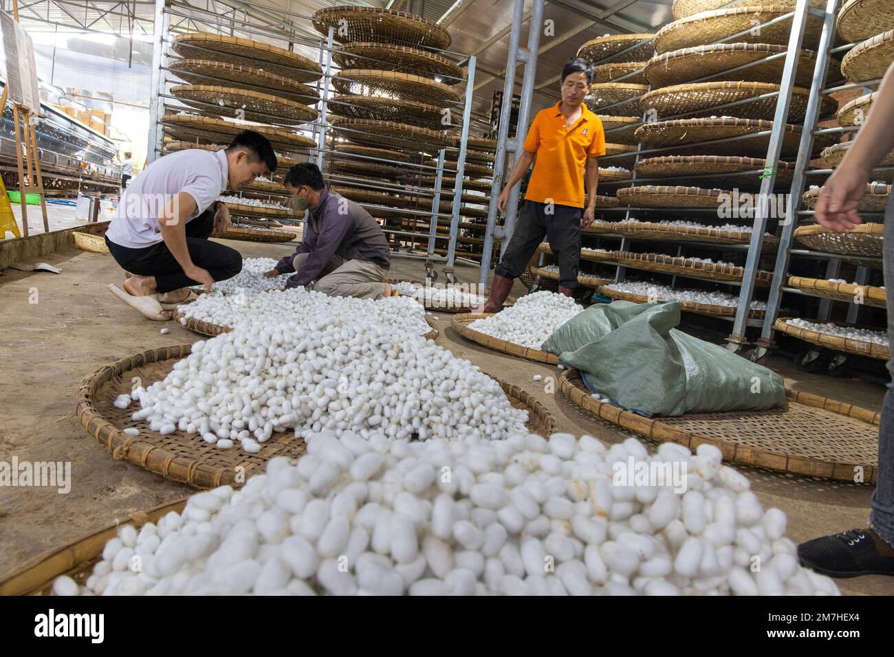 Silk factory in Da Lat, Vietnam Stock Photo - Alamy