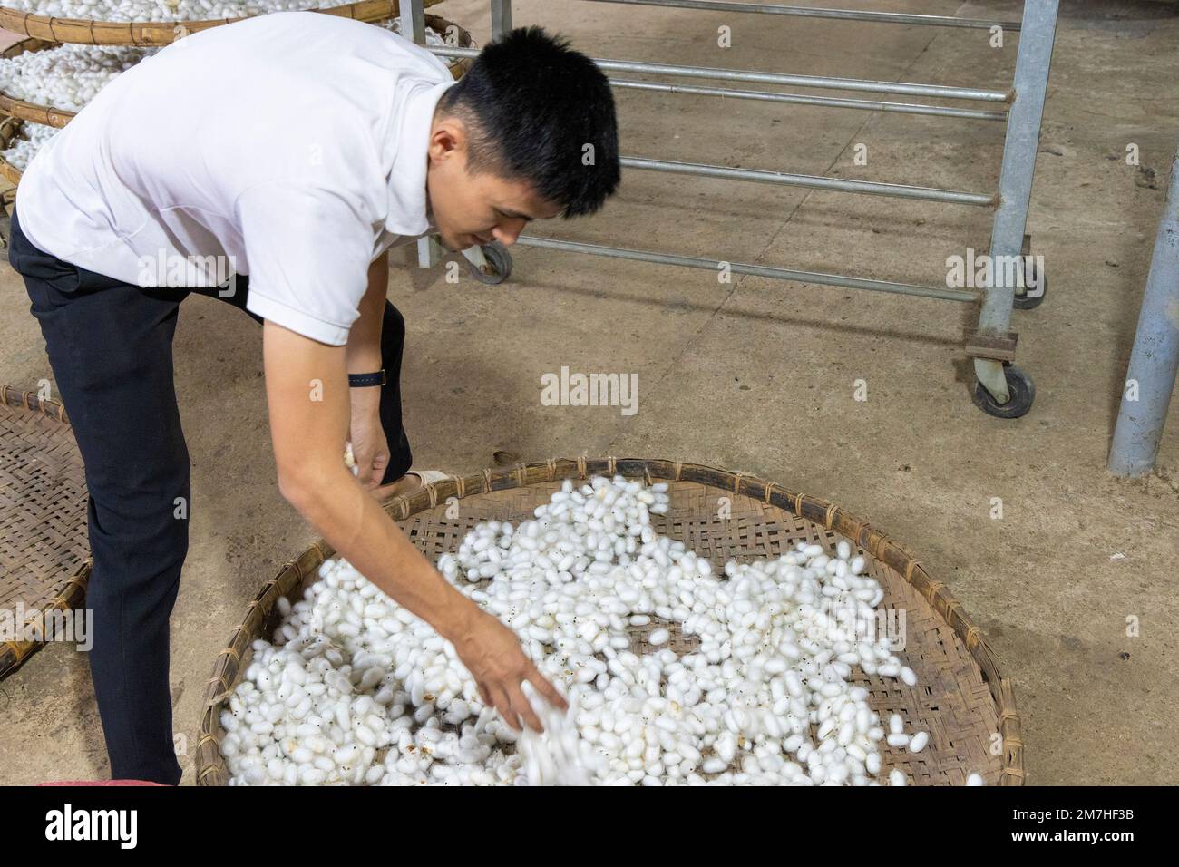 Silk factory in Da Lat, Vietnam Stock Photo - Alamy