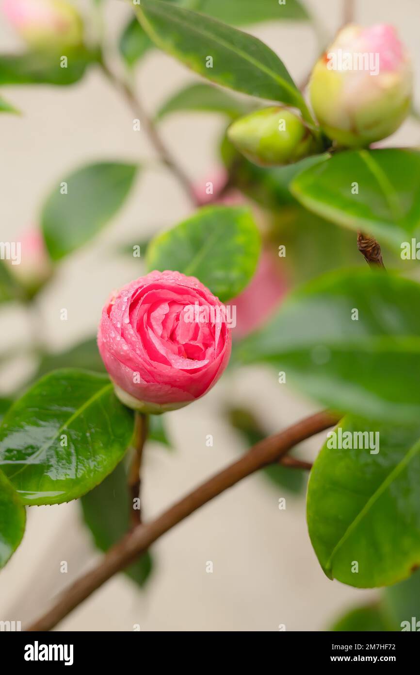Pink Camellia flowers ( Japonica Camelia) in bloom on a lush green bush ...