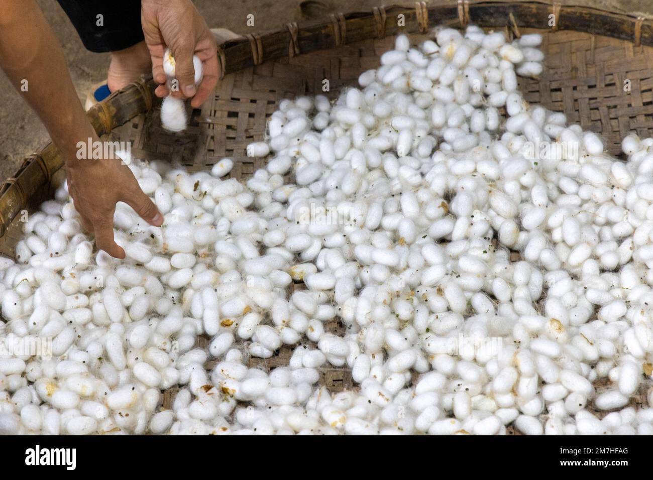 Silk cocoons on a traditional basket in a silk factory, Vietnam Stock ...