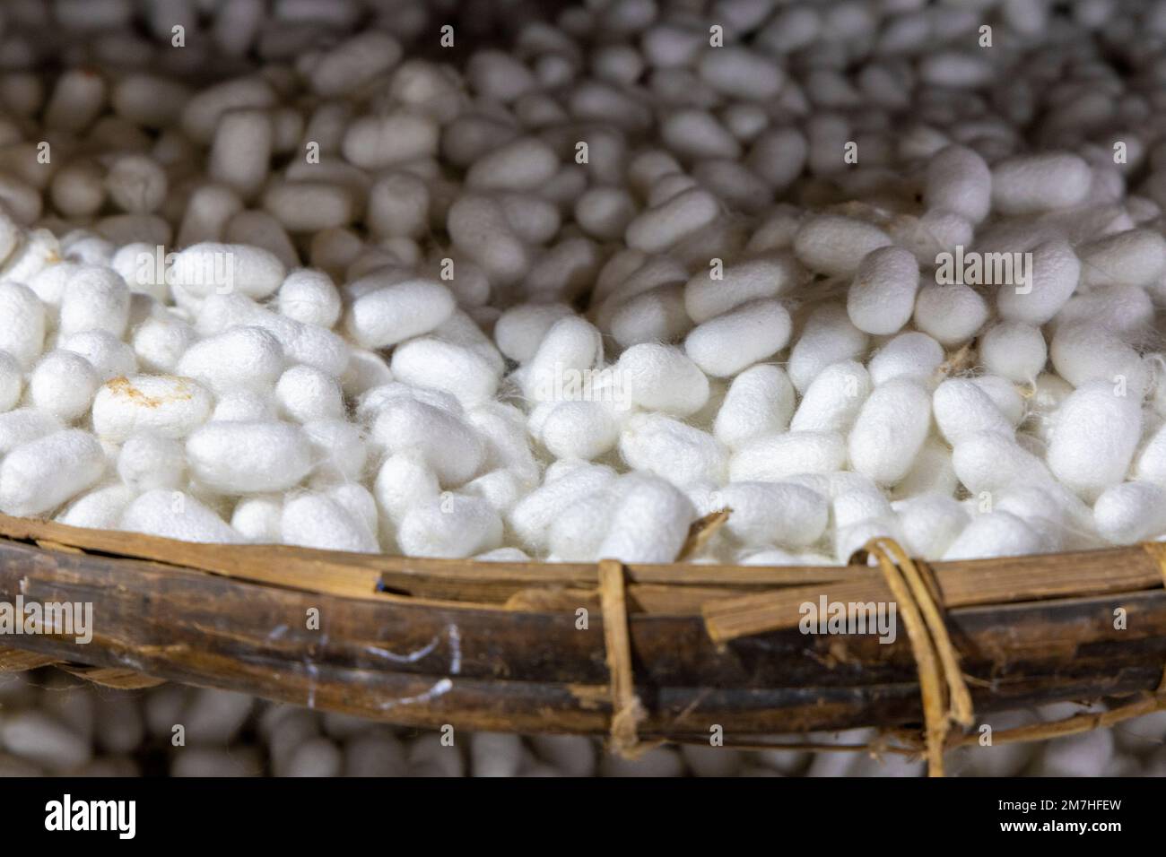 Silk cocoons on a traditional basket in a silk factory, Vietnam Stock ...