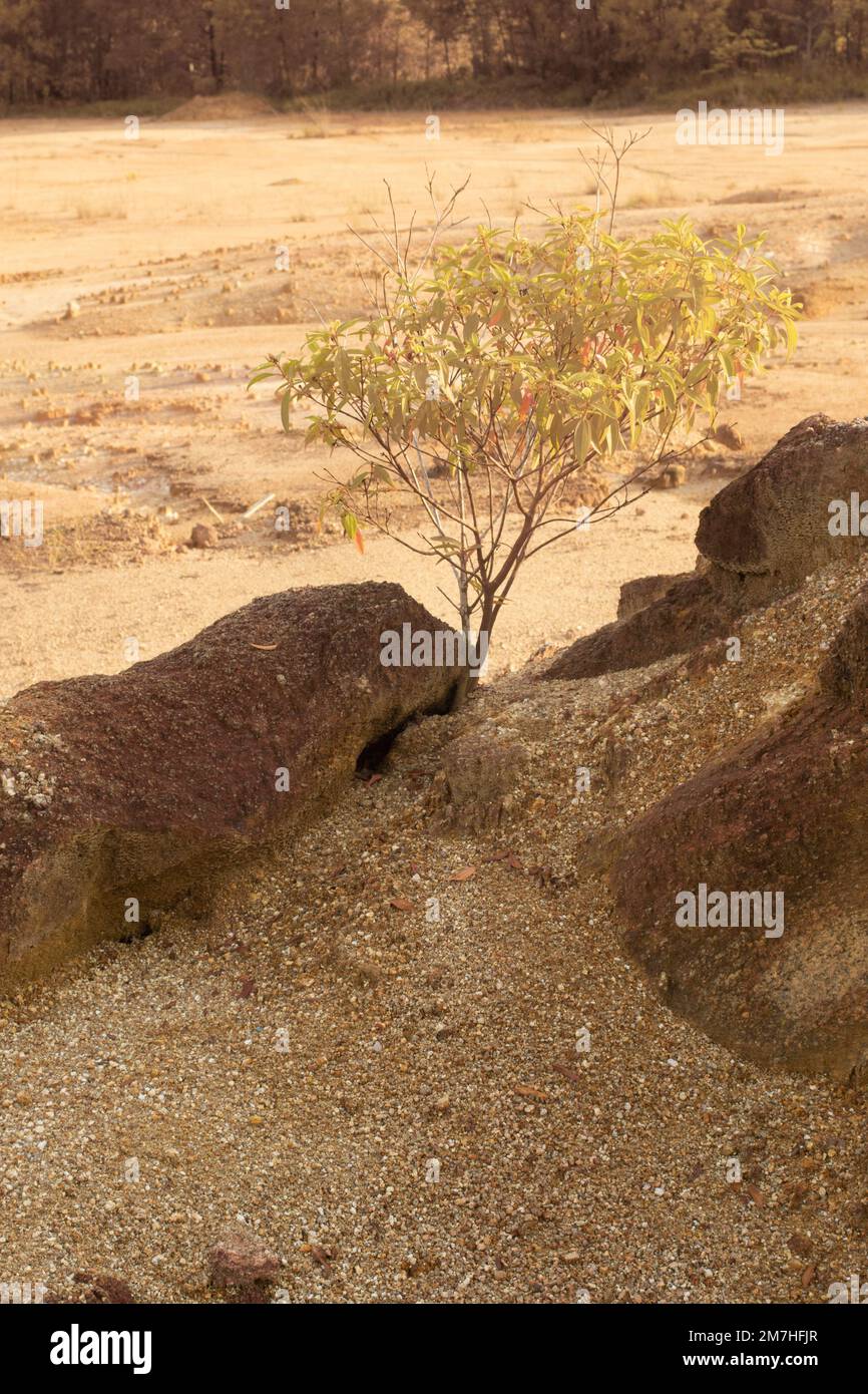 scene around the deserted land due to deforestation and earth mining ...