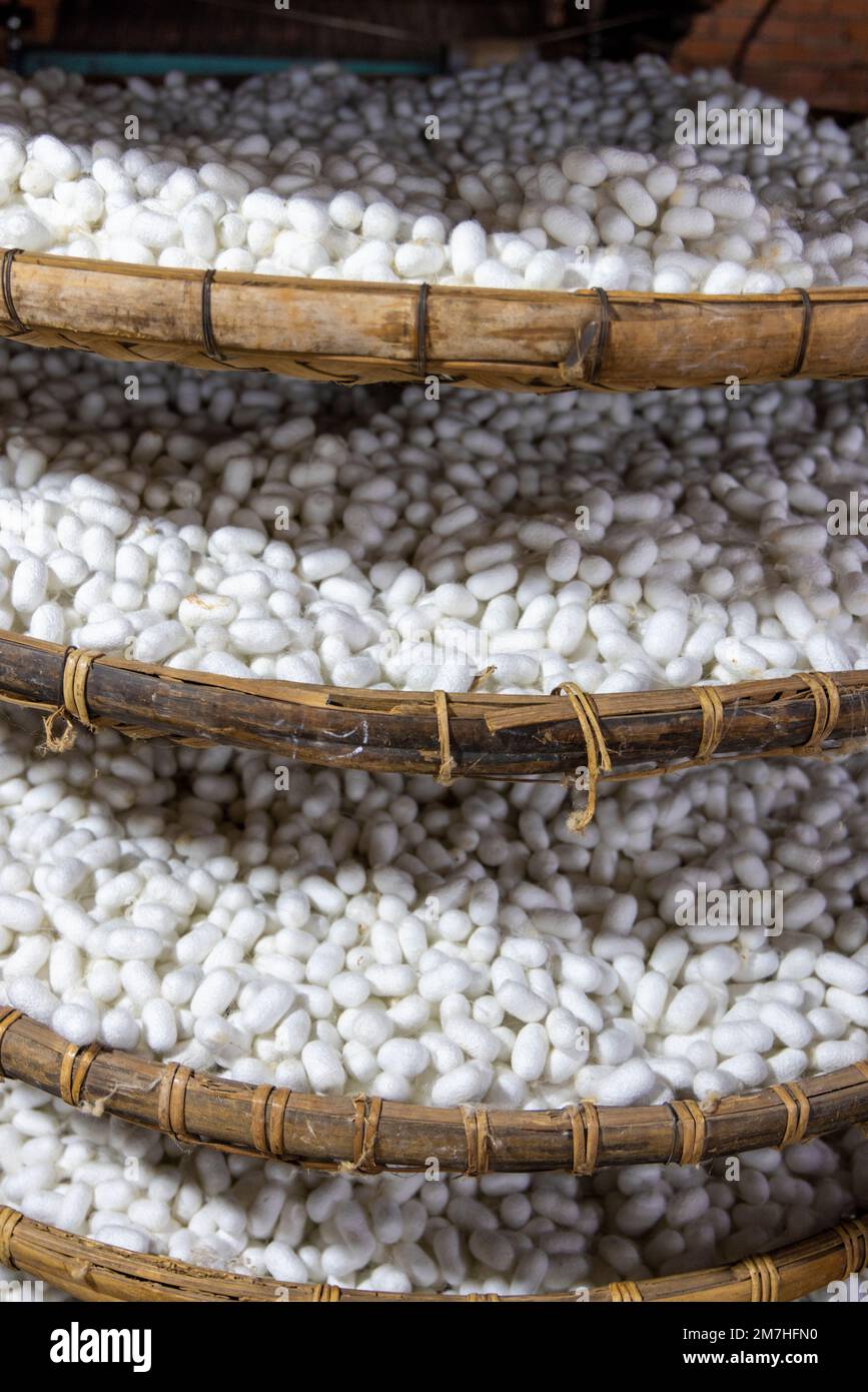 Silk cocoons on a traditional basket in a silk factory, Vietnam Stock ...