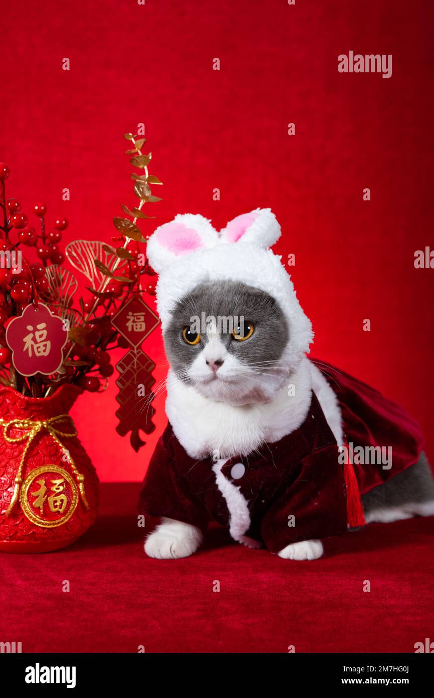 a cute cat wears a hat with rabbit ears with Chinese New Year potted ...
