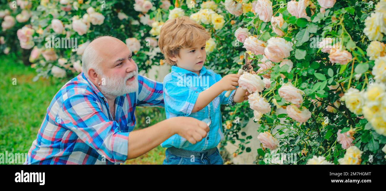 Grandfather and grandchild enjoying in the garden with roses flowers ...