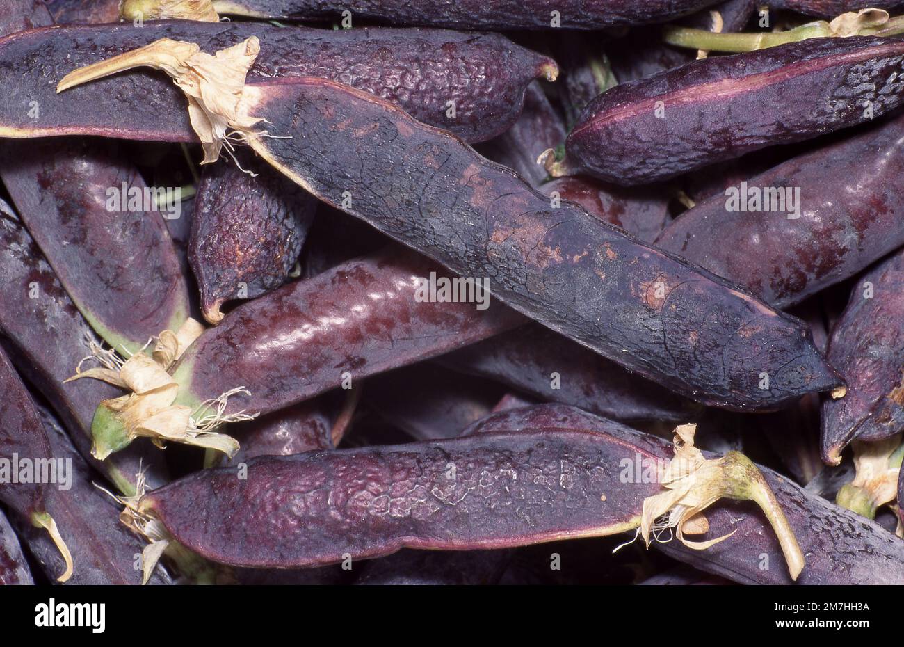 HARVESTED PEA 'BLUE POD CAPUCIJNERS' (PISUM SATIVUM VAR. ARVENSIS Stock ...